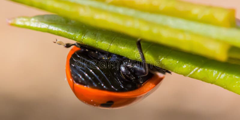 A Little Ladybug on a Plant Stock Photo - Image of garden, cute: 113368230