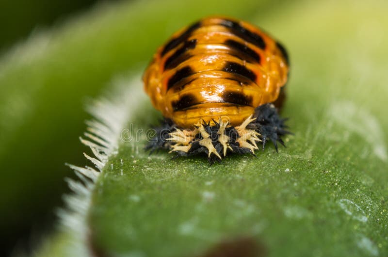 Ladybug pupa on a leaf stock photo. Image of ladybug - 118437432
