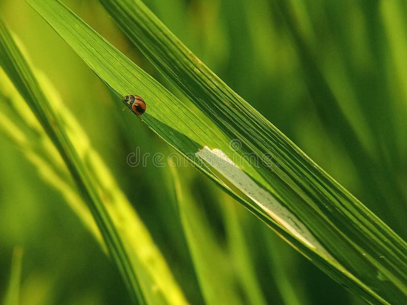 Little Ladybug in Rice Green Leaf Stock Photo - Image of green, ladybug ...