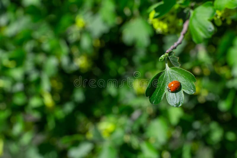 Little Ladybug Sitting on a Green Leaf in the Garden Stock Image ...