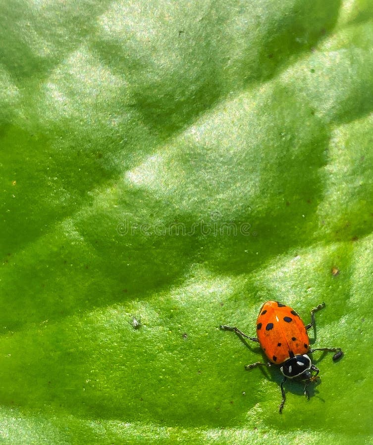 Little ladybug stock photo. Image of little, small, green - 227245856