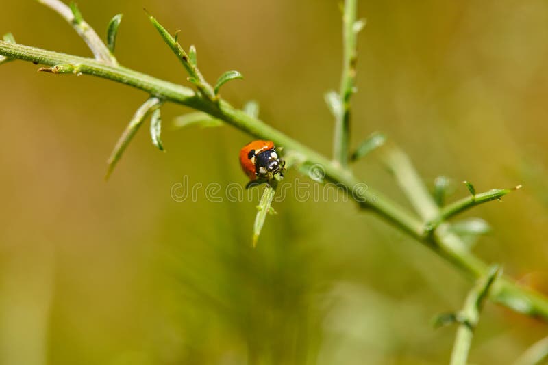 A Little Ladybug Walking in the Tree Stock Photo - Image of ladybug ...