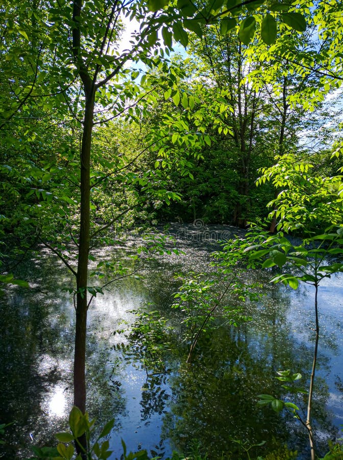 Little Lake stock photo. Image of little, green, lake - 223060892