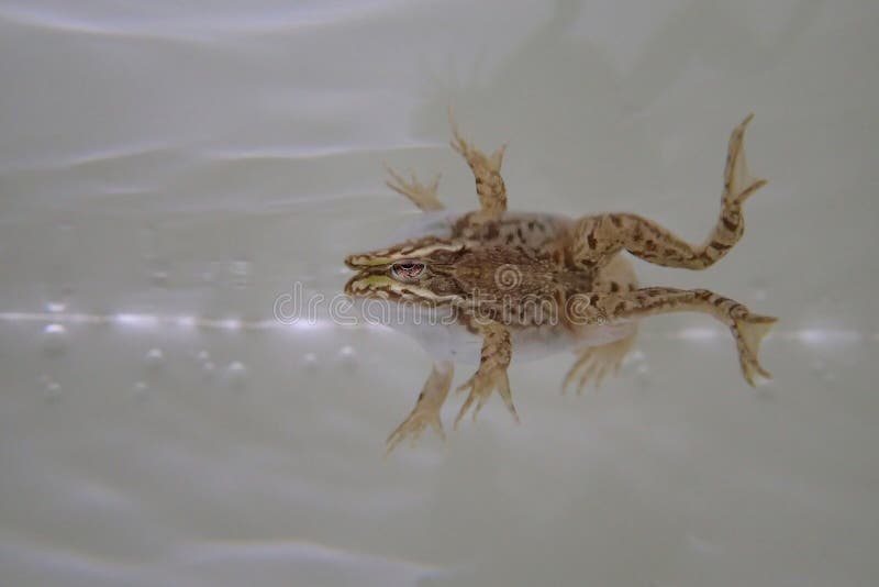 Little Lake Frog in the Water Stock Photo - Image of wild, frog: 288093736