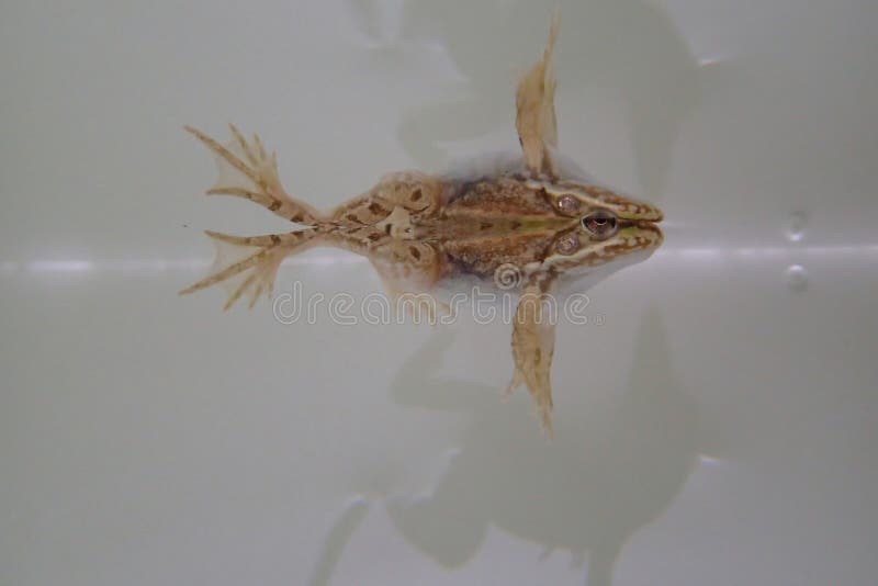 Little Lake Frog in the Water Stock Photo - Image of white, fauna ...