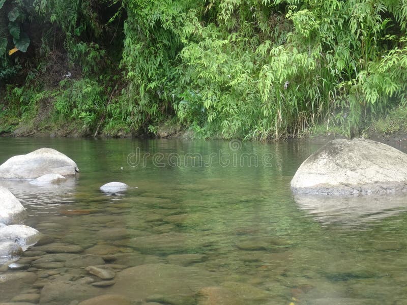 A Little Lake in the Lush Rainforest Stock Image - Image of wildlife ...