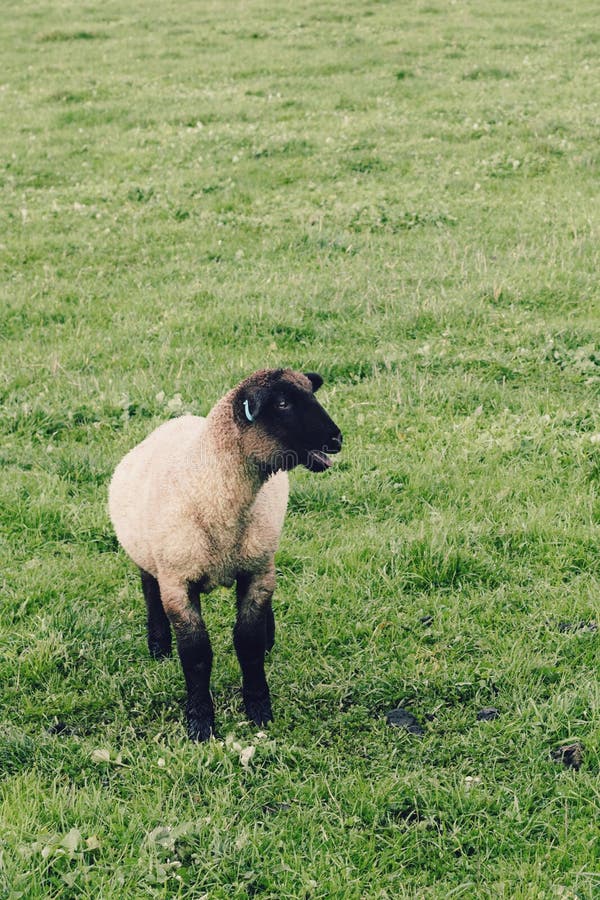 Little Lamb Bleating for His Mother Stock Photo - Image of standing ...