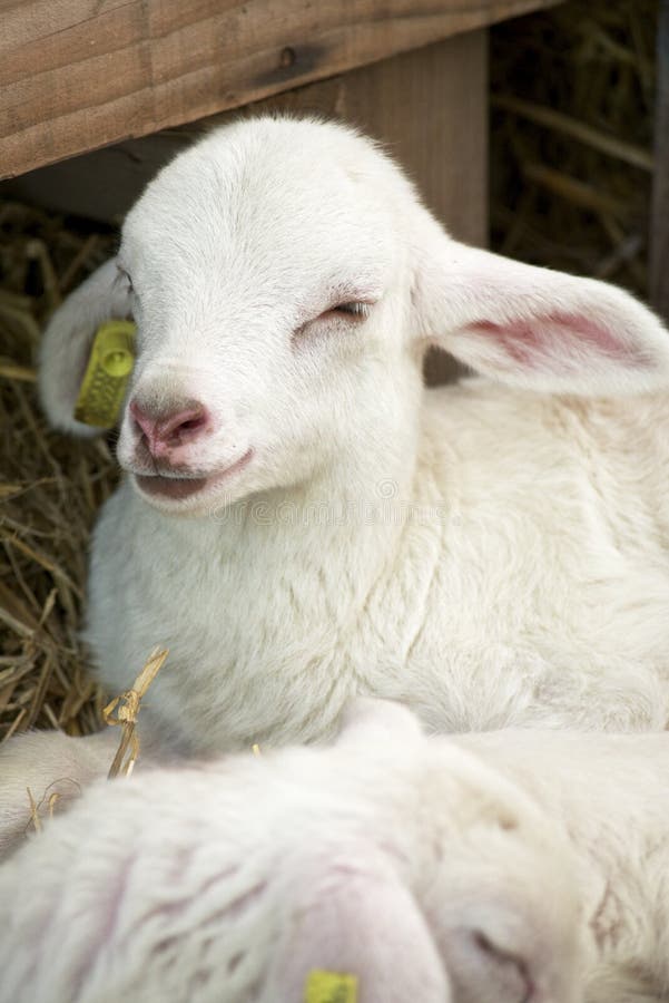 Little lamb. stock photo. Image of beautiful, juvenile - 52139540