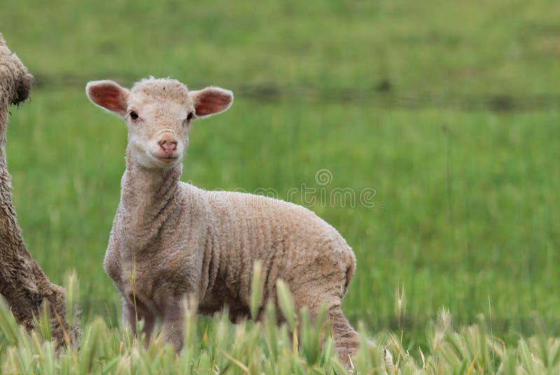 Little Lamb stock photo. Image of grass, young, lamb - 61542316