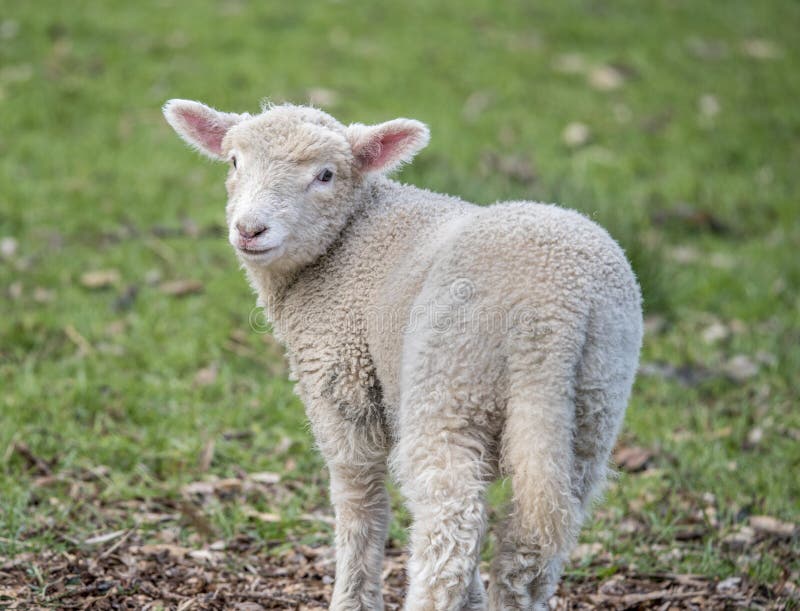 Little lamb stock photo. Image of fluffy, gaze, green - 59155348