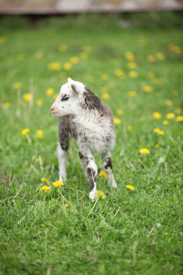 Little Lamb with Dandelions in Spring Stock Photo - Image of outdoor ...