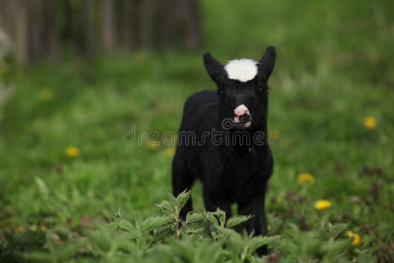 Little Lamb with Dandelions in Spring Stock Photo - Image of outdoor ...