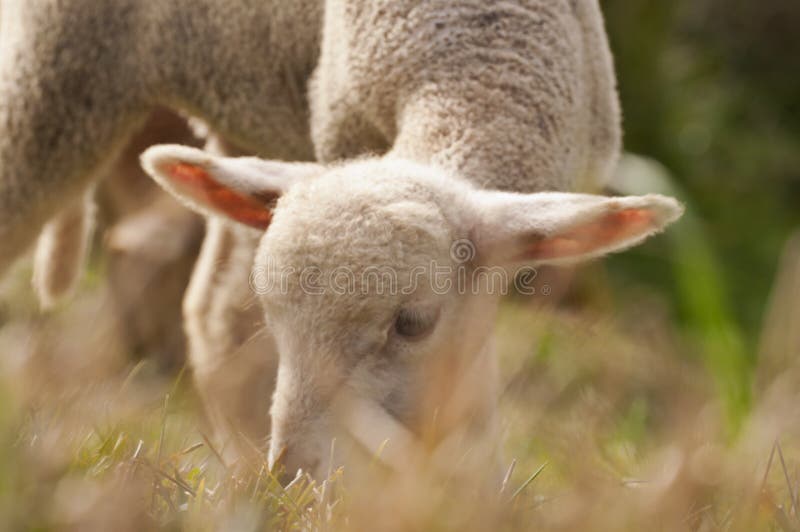 Little Lamb Eating Fresh Herbs Stock Photo - Image of animal, little ...
