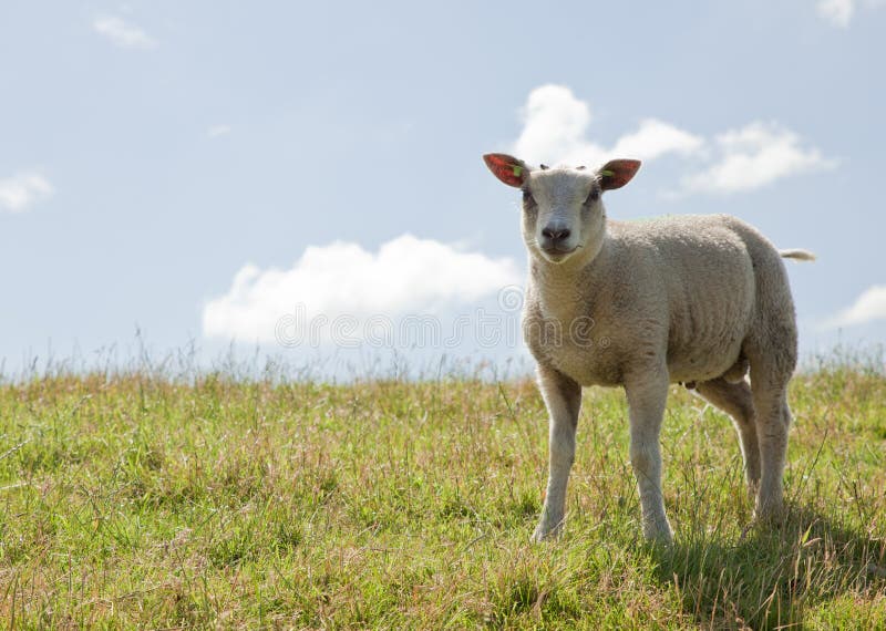 Little Lamb stock photo. Image of sheeps, landscape, clouds - 32809416