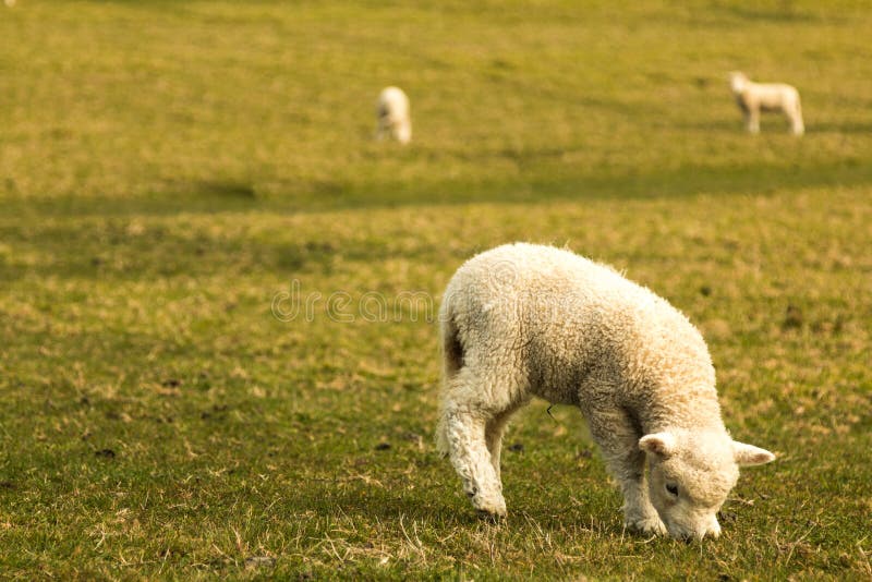 Little lamb stock photo. Image of outdoor, natural, rural - 48655938