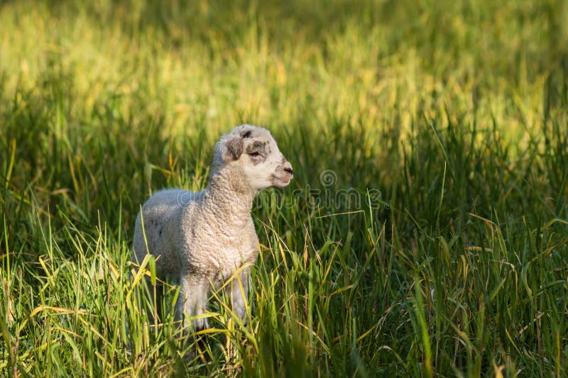 Lost sheep looking back stock image. Image of pasture - 43846425