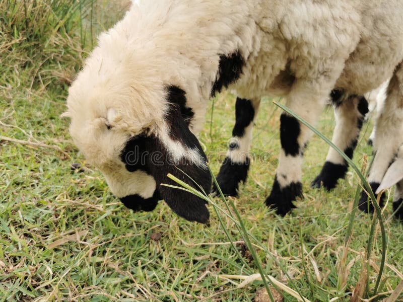 Little Lamb Grazing in the Grass Stock Image - Image of herd, grass ...