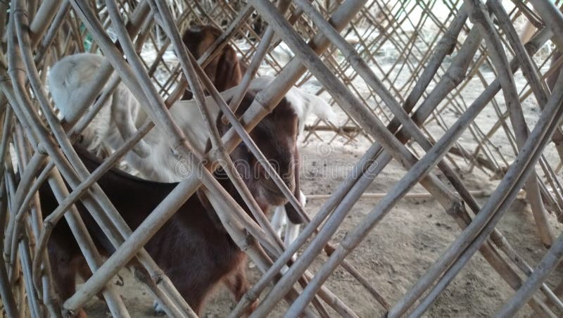 Little Lamb Inside Bamboo Cage Stock Photo - Image of bamboo, cute ...