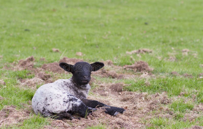Lamb Lays on the Edge of the Road Stock Image - Image of tree, blue ...