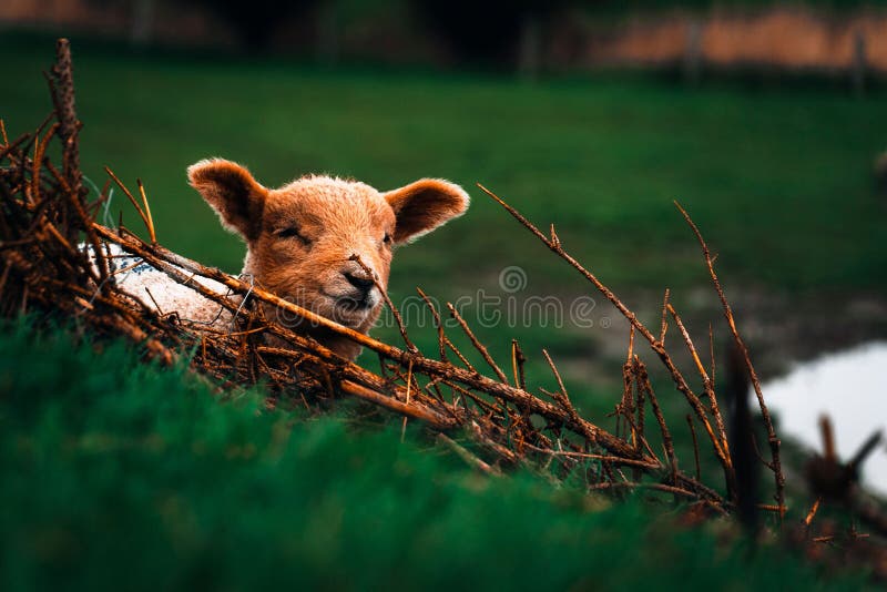 Little Lamb Looking Behind Dry Tree Branches. Stock Photo - Image of ...