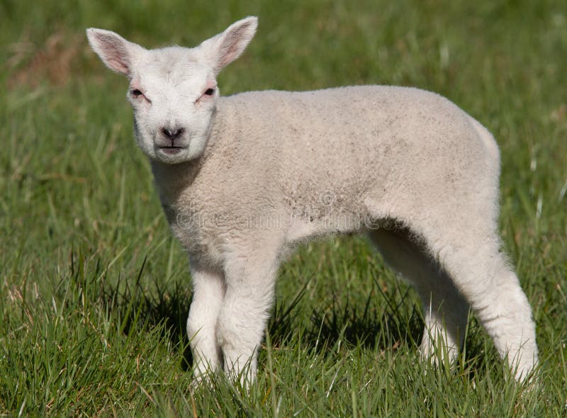 Little lamb in a meadow stock photo. Image of innocent - 24823186