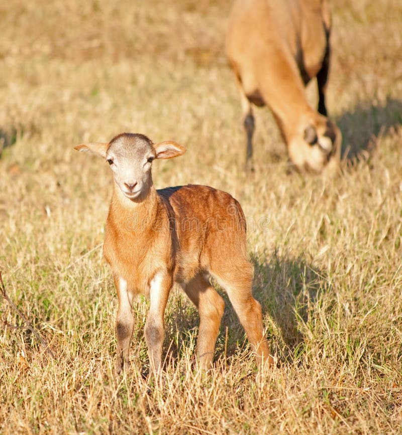 Little lamb in pasture stock photo. Image of grass, sunshine - 24008080
