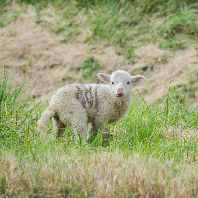 Little lamb in the pasture stock image. Image of livestock - 261590715