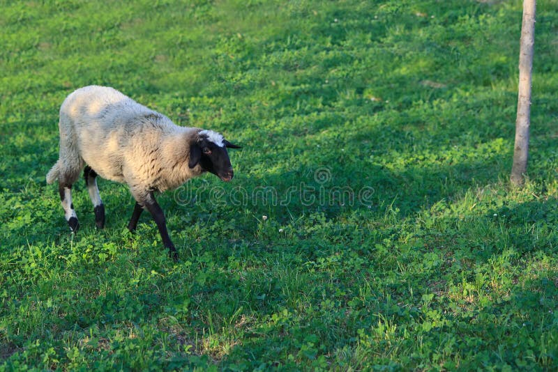 Little lamb in the pasture stock photo. Image of spring - 47526112
