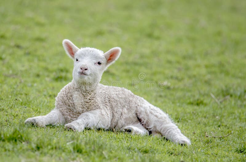 Little lamb portrait stock image. Image of friendly, farming - 59155543