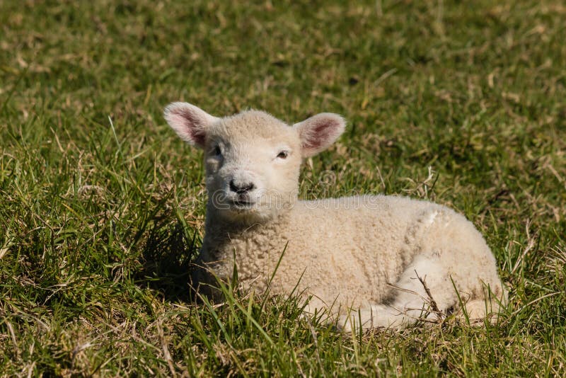 Little Lamb Resting on Grass Stock Photo - Image of staring, little ...