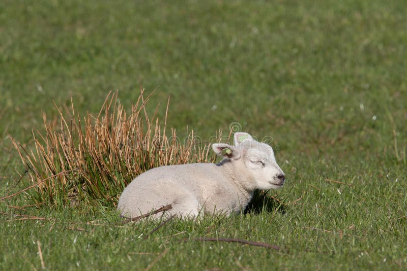 Little Lamb Sheep Eating And Sleeping In Hay Farm Livestock