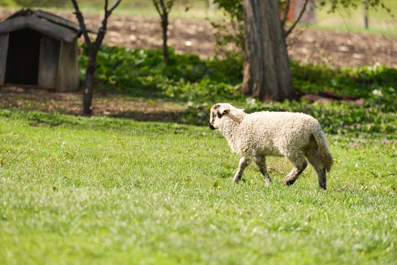 Little Lamb Walking at the Farm on Grass Stock Image - Image of grass ...
