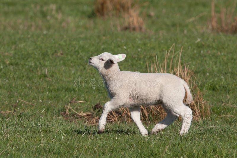 Little lamb stock image. Image of livestock, friendly - 2151005