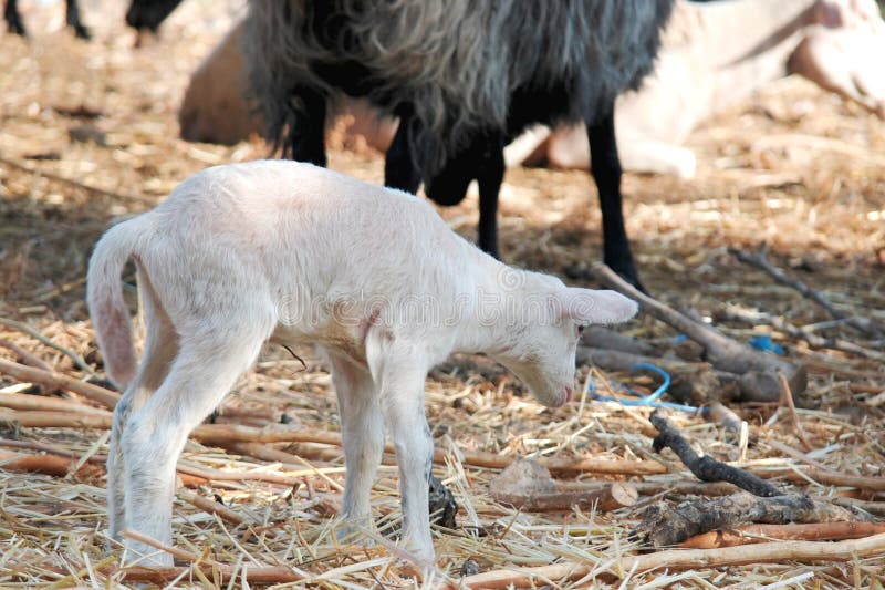Little lamb stock photo. Image of barbecue, mother, year - 45898516