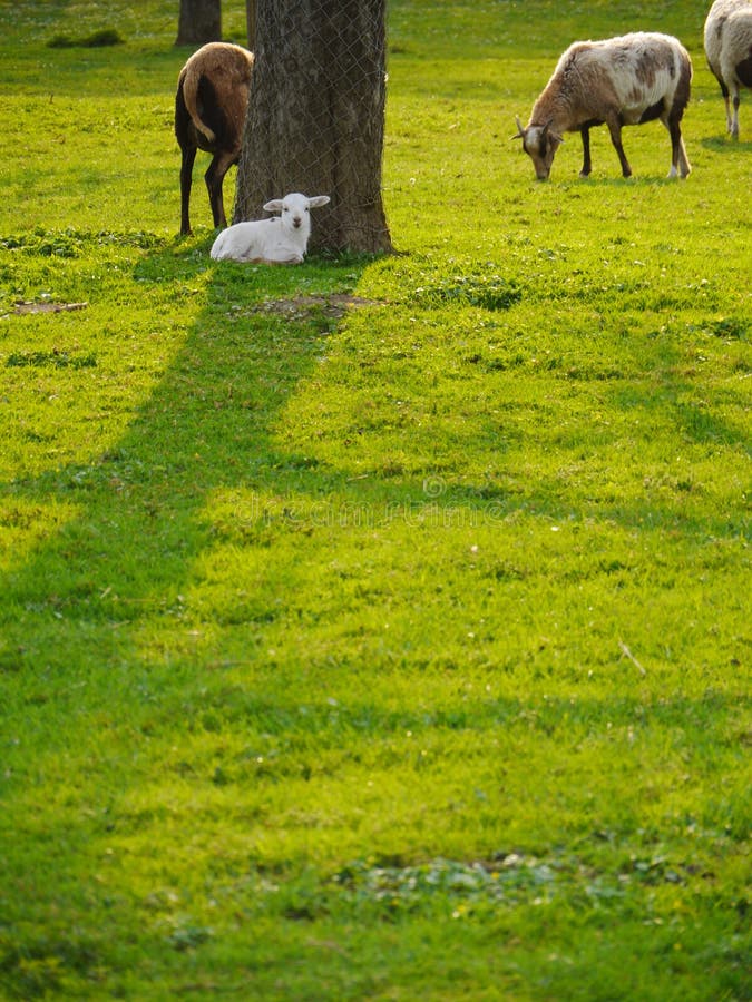 Lamb Outside in the Meadow during Easter Stock Image - Image of ...