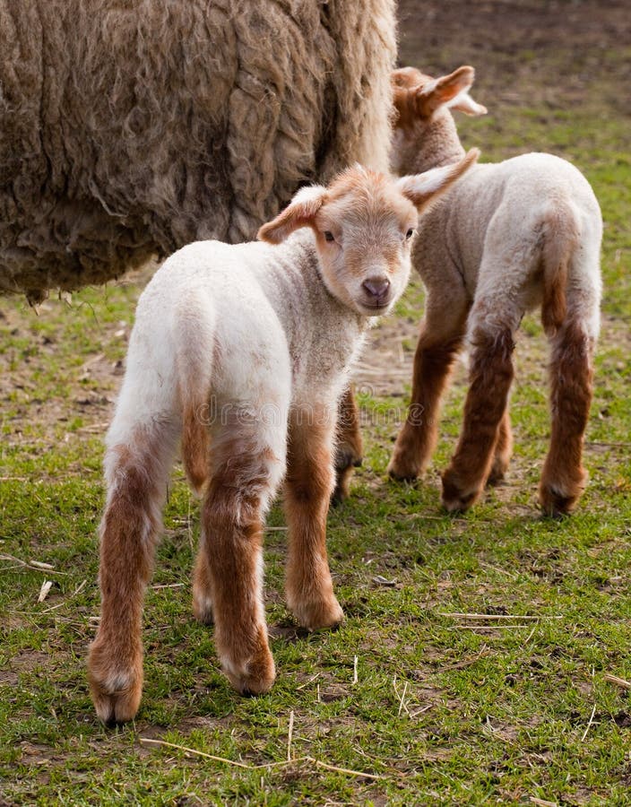 Little lambs in spring stock photo. Image of field, lamb - 12356410