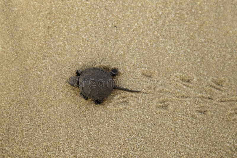 Little Land Turtle in the Desert. Stock Photo - Image of rock, nature ...