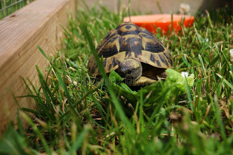 A Little Land Turtle in the Grass Eats a Lettuce Leaf Stock Image ...