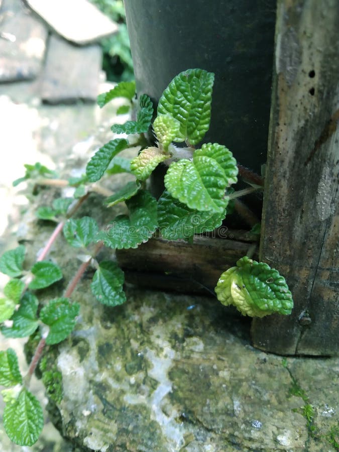 Little Leaf Stone Cold Morning Stock Photo - Image of cold, morning ...