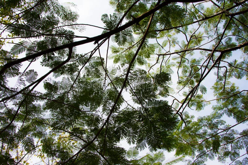 Little Leaf Trees on the Sun Light Stock Image - Image of pine ...