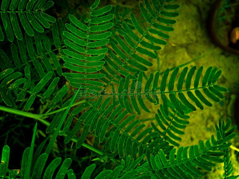 Little Leave of Tree Like a Imli Stock Image - Image of tree, imli ...