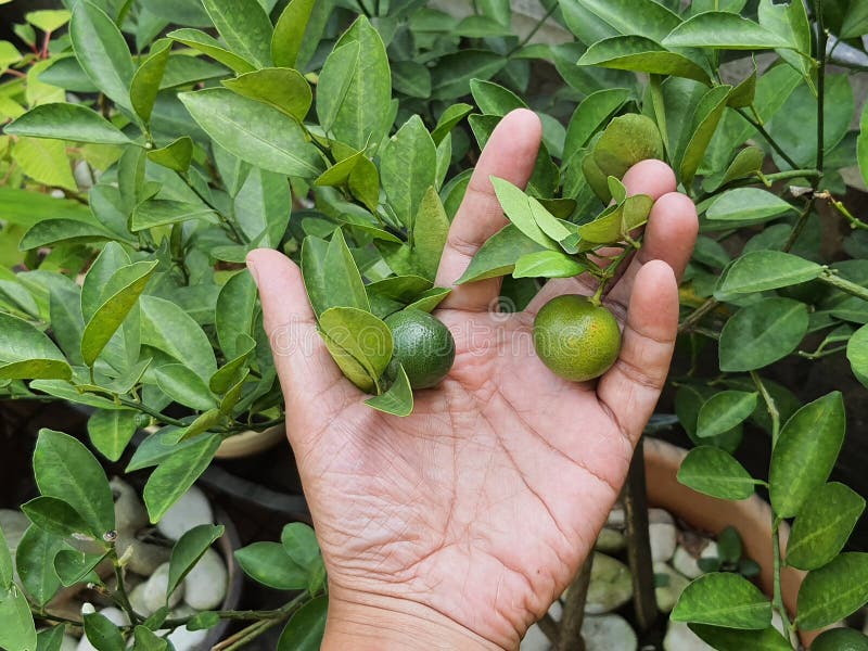 The Little Lemon stock photo. Image of agriculture, branch - 213894304