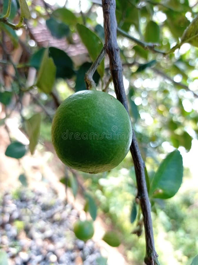 This is a Little Lemon Fruit Stock Image - Image of produce, leaf ...