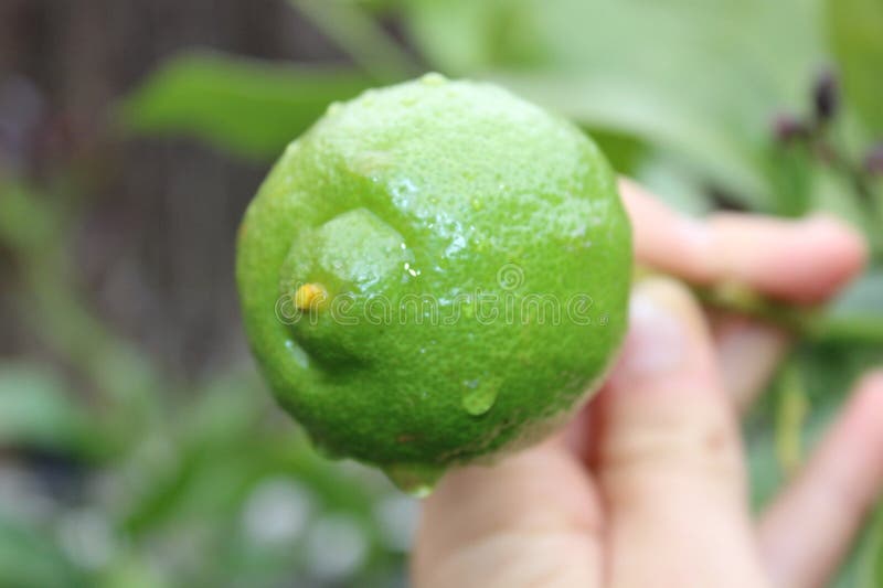 Little lemon on the tree stock photo. Image of tree - 278408086
