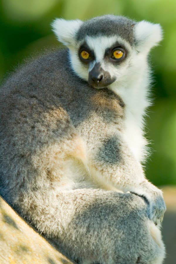 Amusing lemur stock image. Image of monkey, sitting, wildlife - 62556729