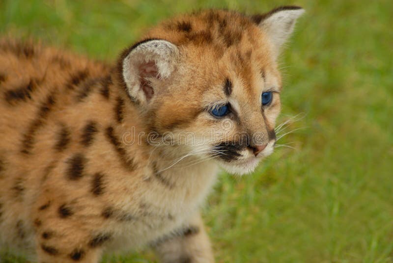 Little Leopard stock image. Image of beast, aggressive - 1968501