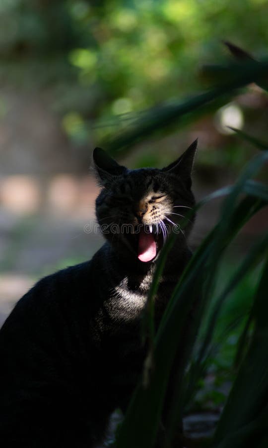 The little leopard stock image. Image of looks, leopard - 178680435