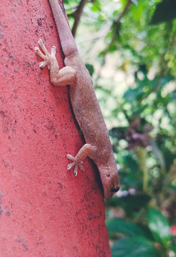 A Little Lizard stock image. Image of turtle, snake - 218065421