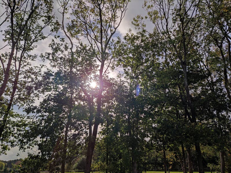 Little light behind trees stock image. Image of green - 198581031