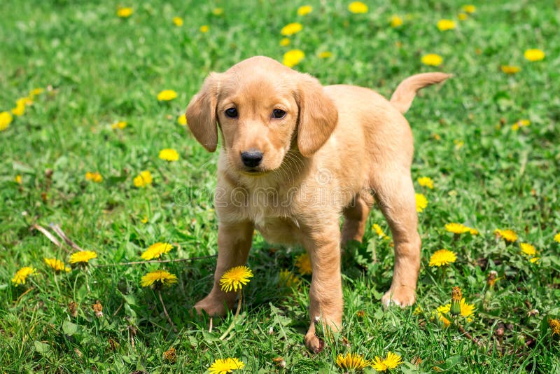 Light Brown Dog Stock Photos - Download 12,120 Royalty Free Photos